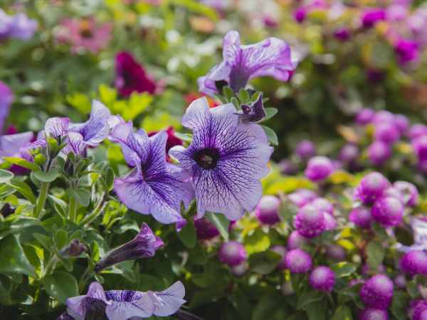 How to Grow Petunias from Seed - The Thrifted Planter