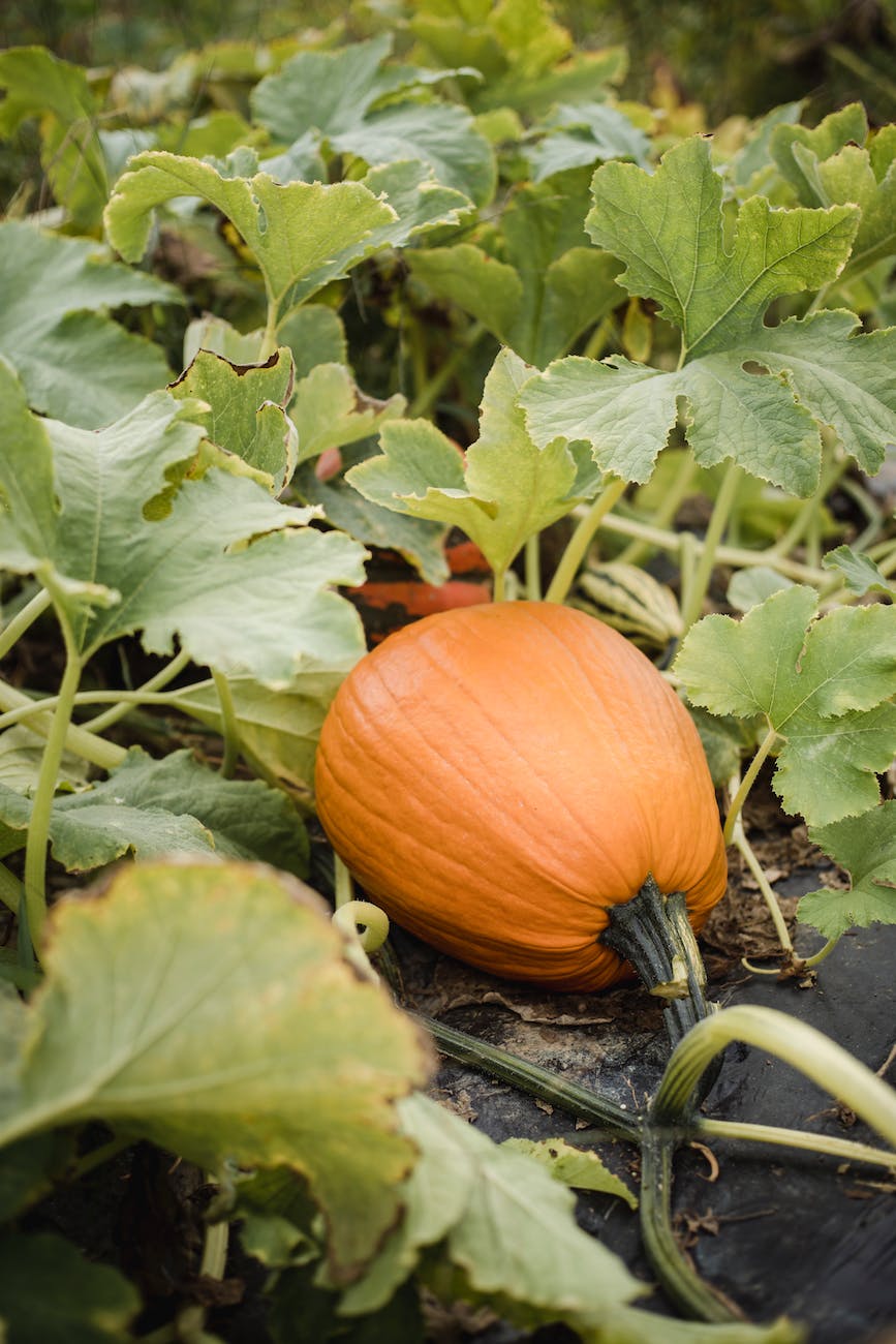 How to grow Pumpkins: Growing Guide