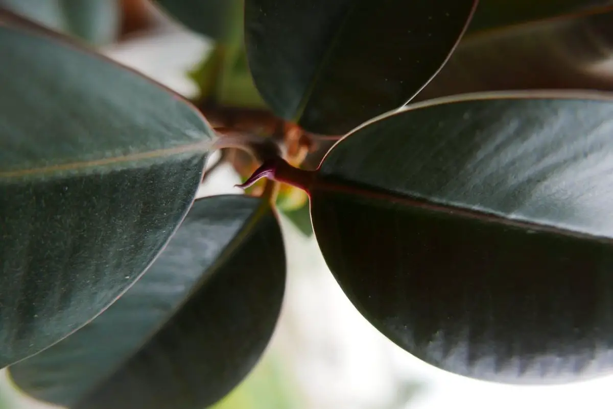 Rubber Tree Plant Care: A Guide to Caring for Your Ficus Elastica
