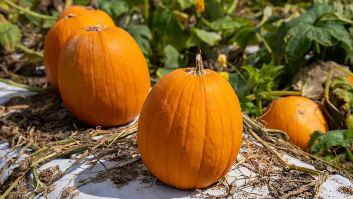 How to grow Pumpkins: Growing Guide