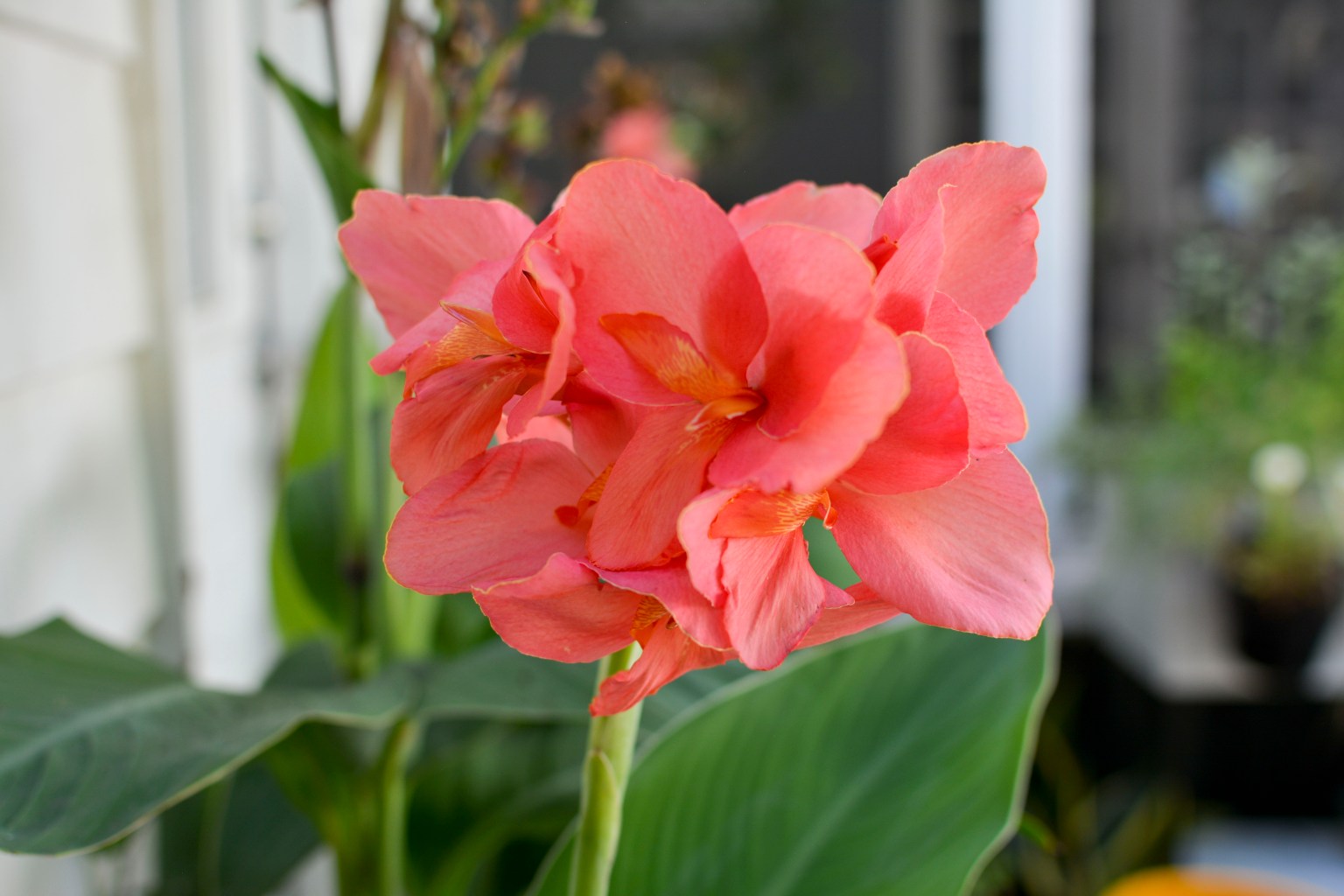 How to grow Canna Lilies In Containers