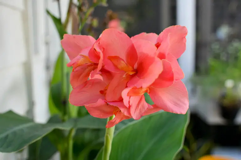 How to grow Canna Lilies In Containers