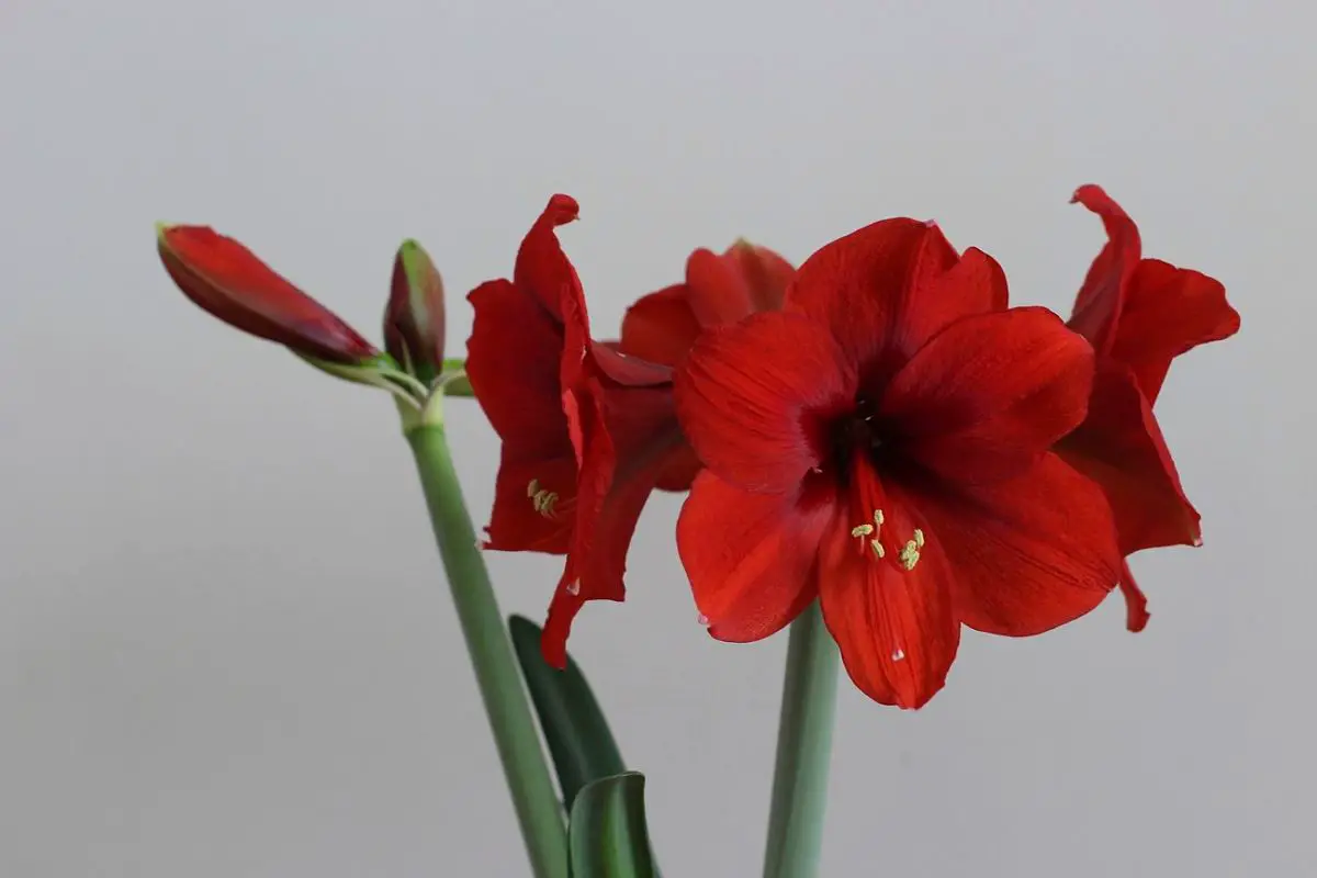 Common Amaryllis Plant Problems and how to fix them