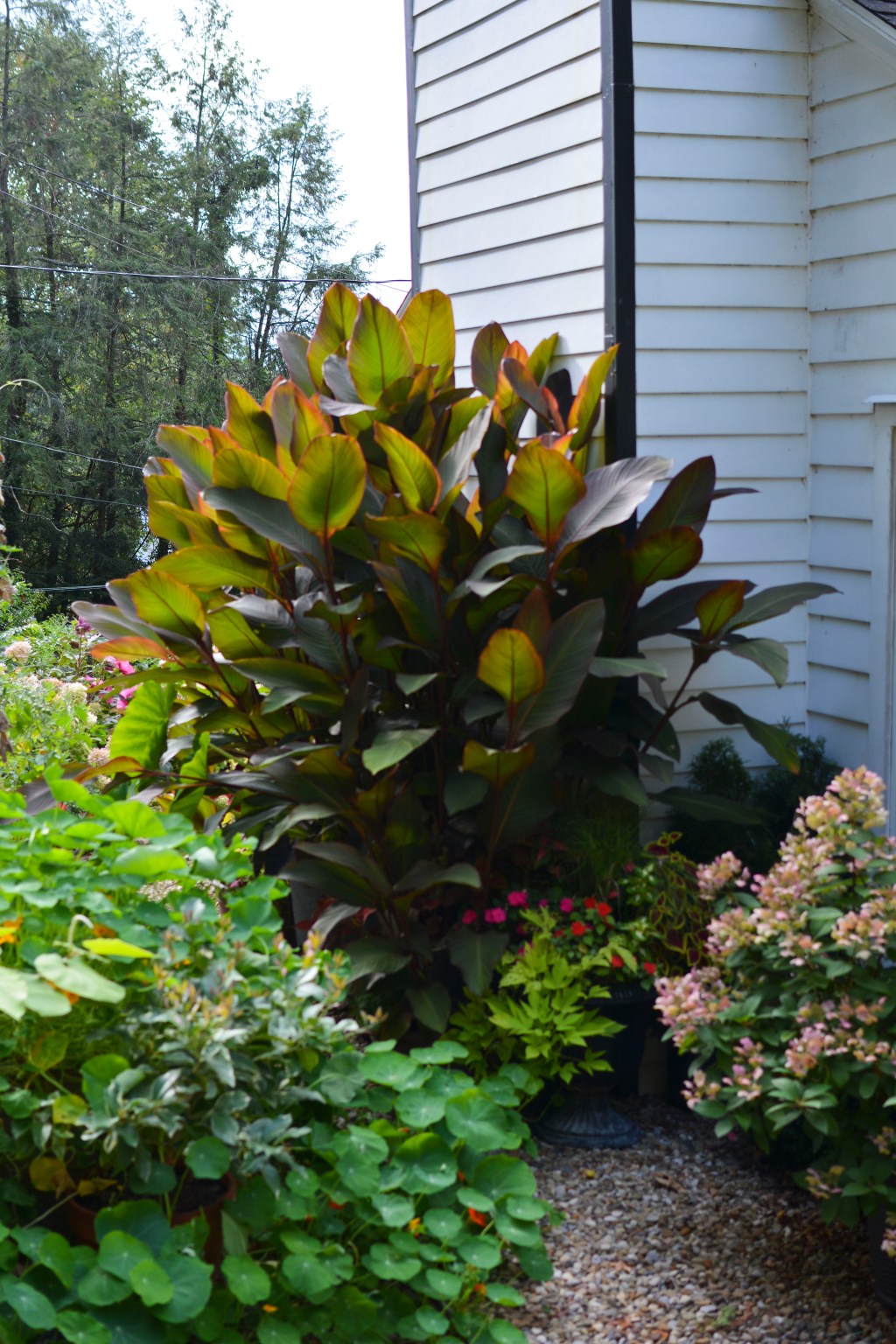 How to grow Canna Lilies In Containers