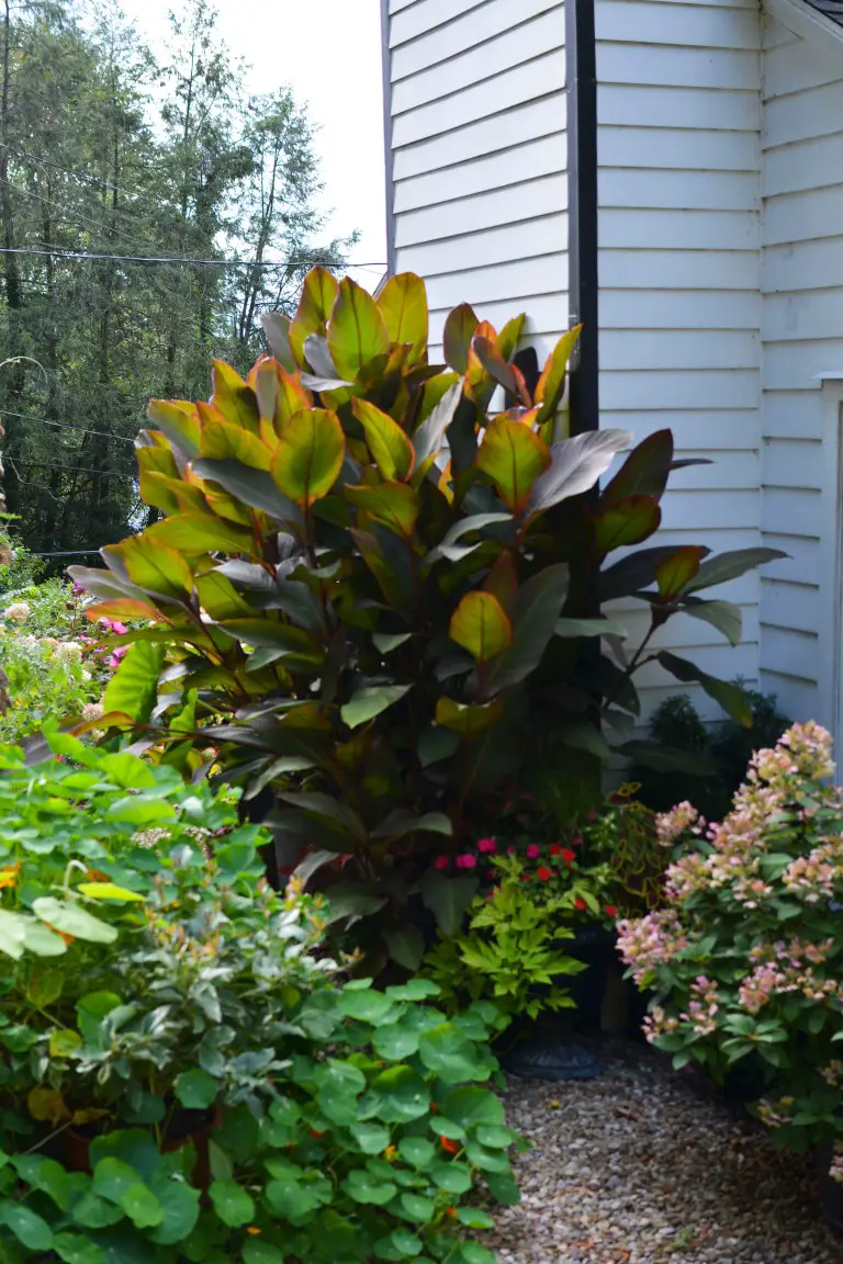 How to grow Canna Lilies In Containers