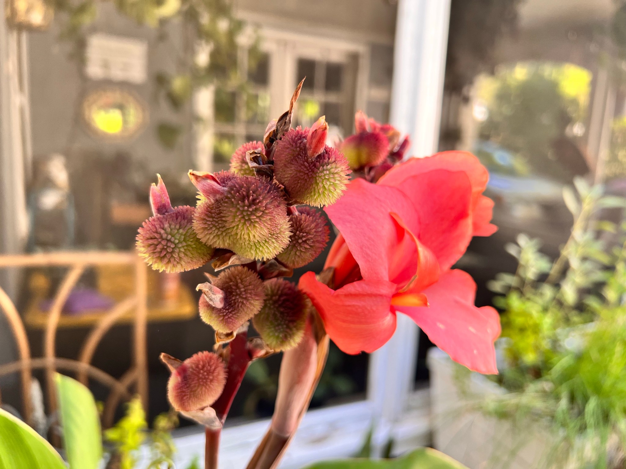 How to grow Canna Lilies In Containers