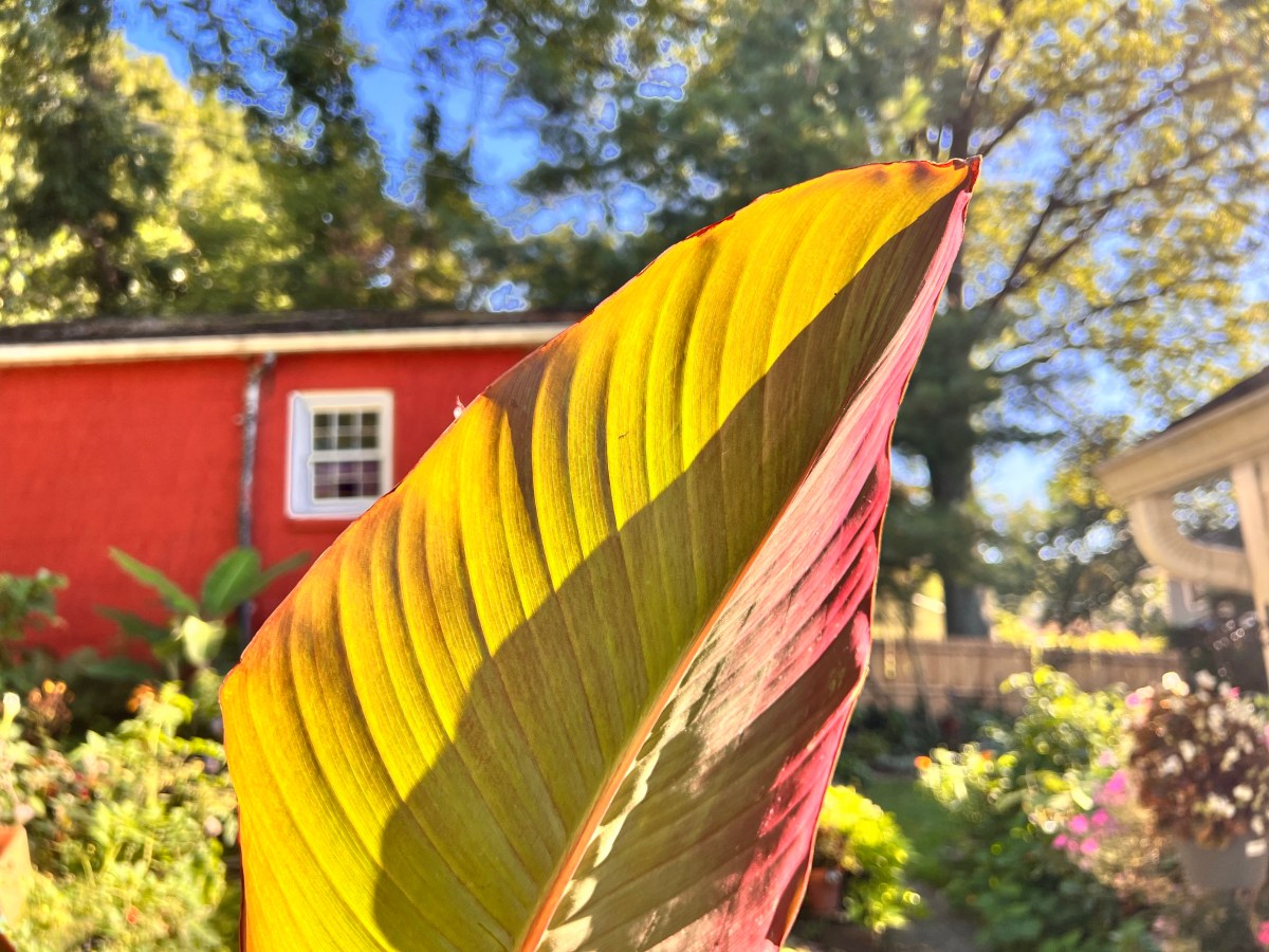 How to grow Canna Lilies In Containers