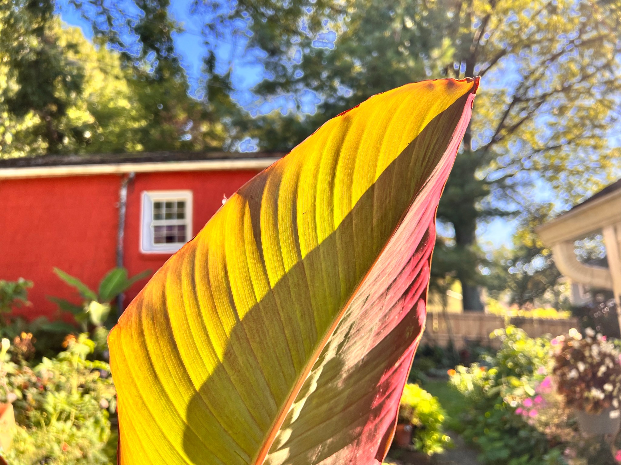 How to grow Canna Lilies In Containers