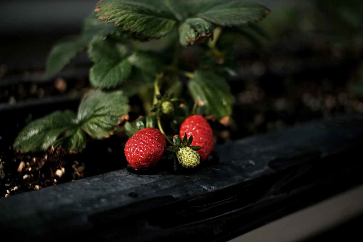 How to Fertilize Strawberry Plants