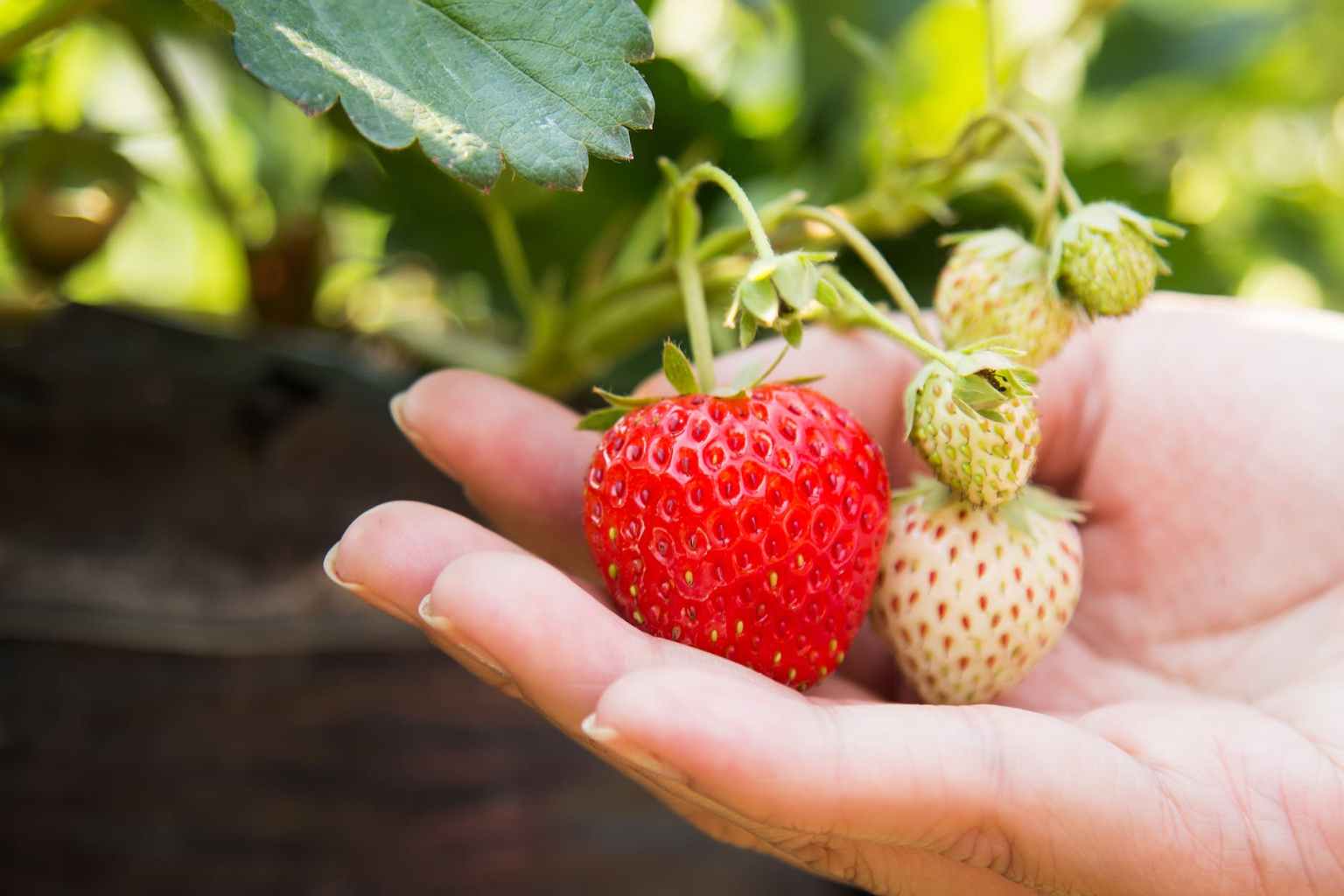 How to Fertilize Strawberry Plants