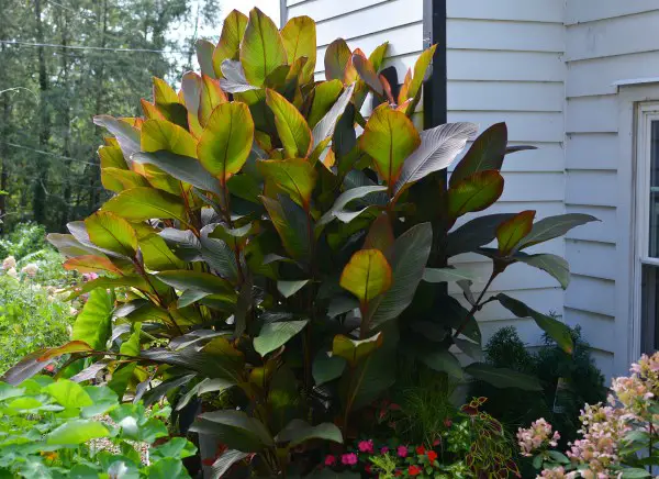 How to grow Canna Lilies In Containers
