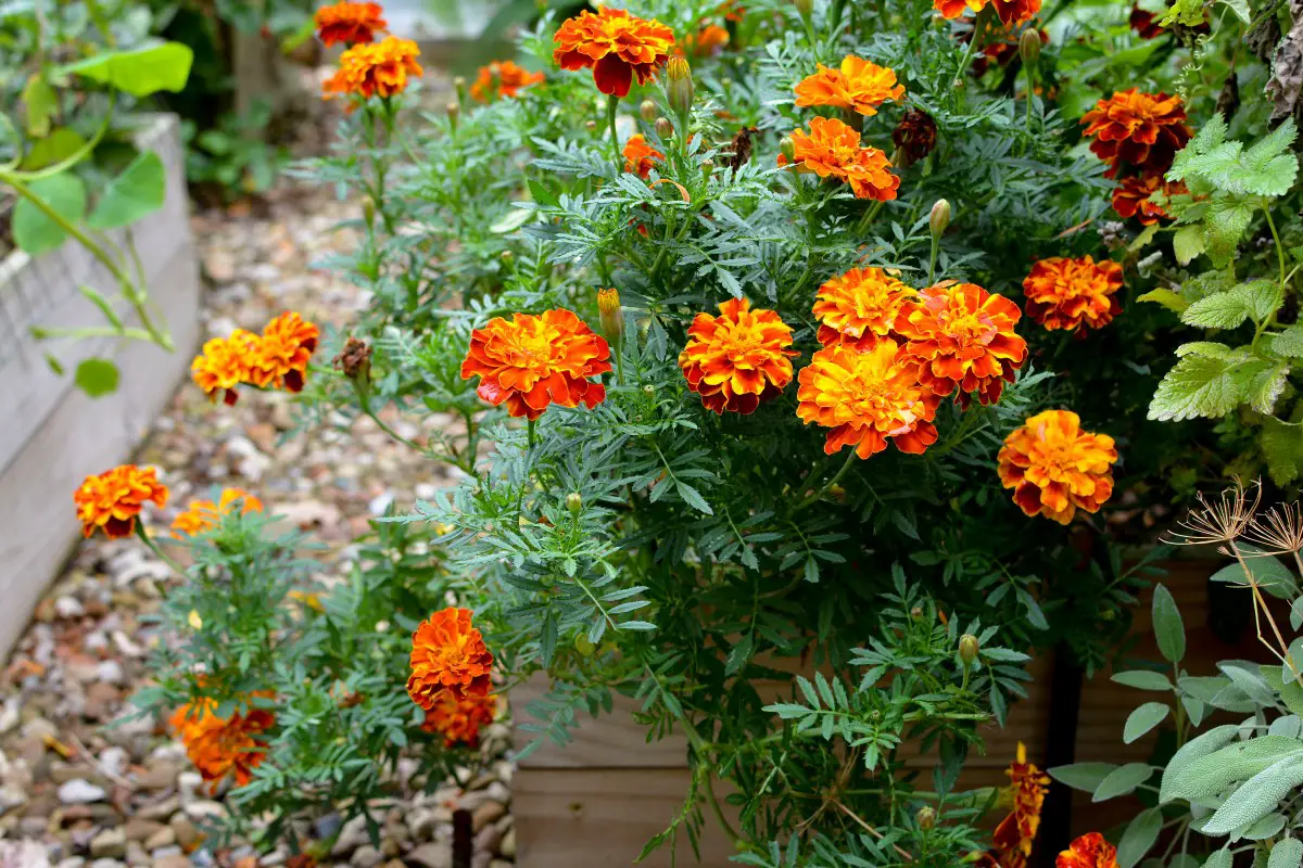 How to Grow Marigolds Indoors from Seed