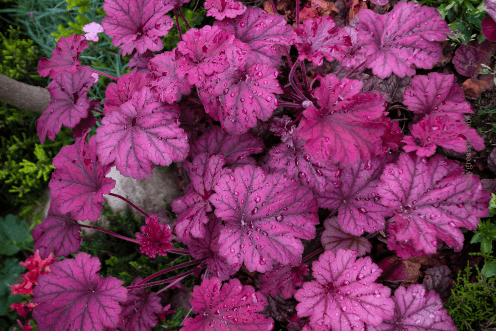 Grow Heuchera From Seed and Propagation