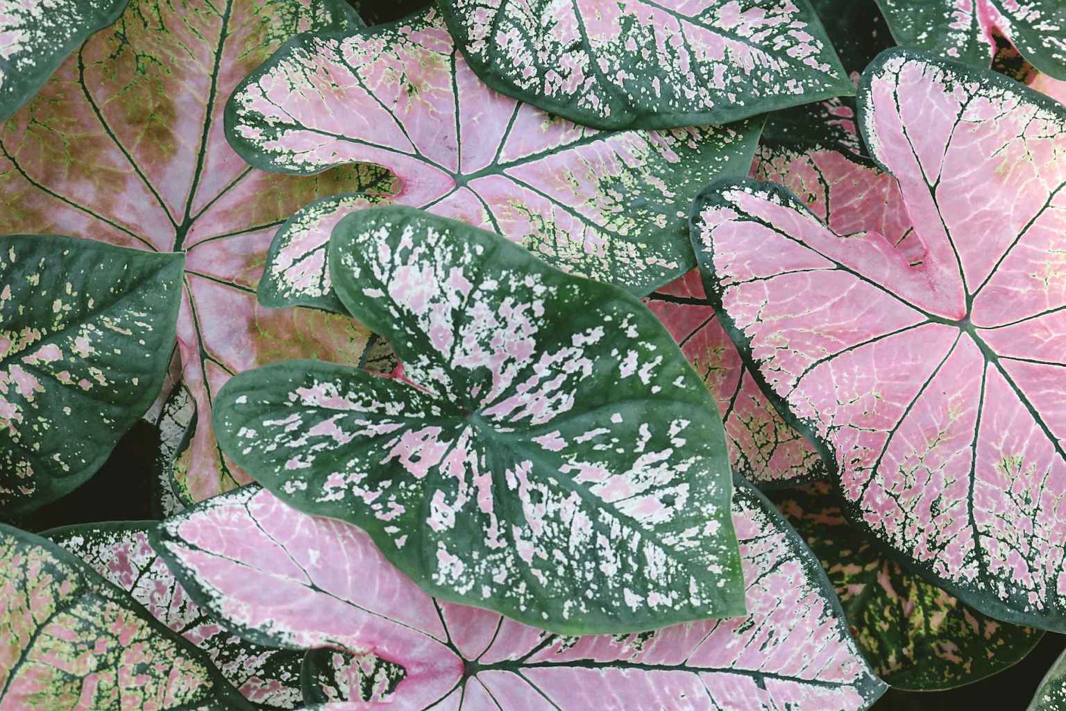 How to grow Caladium Plants