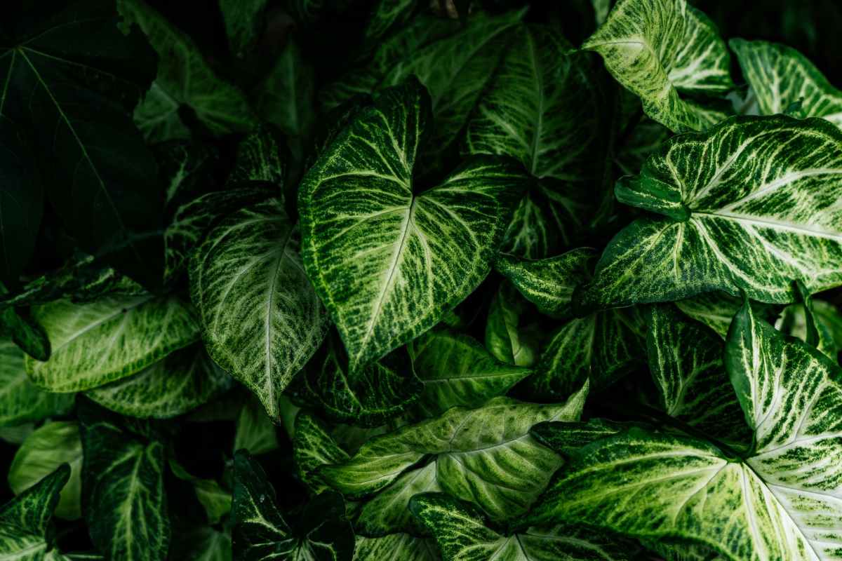 How to Grow Syngonium Plants