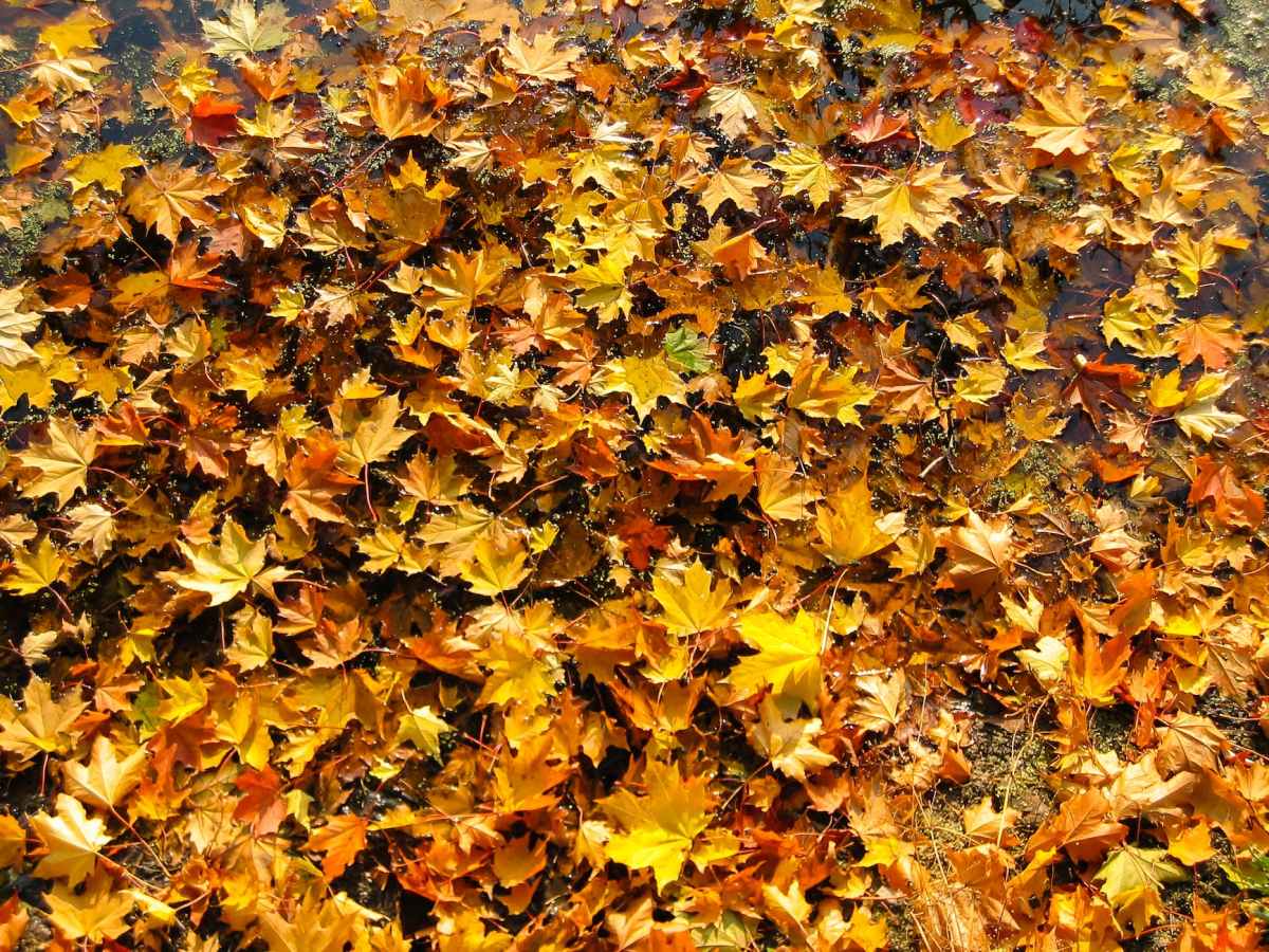 23 Perennial Plants For Fall Color