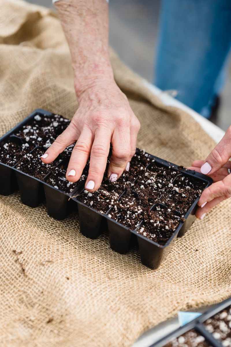 Cold Stratify Your Seeds for Better Germination
