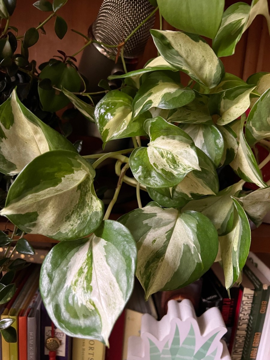 Top 20 Houseplants With Variegated Leaves!