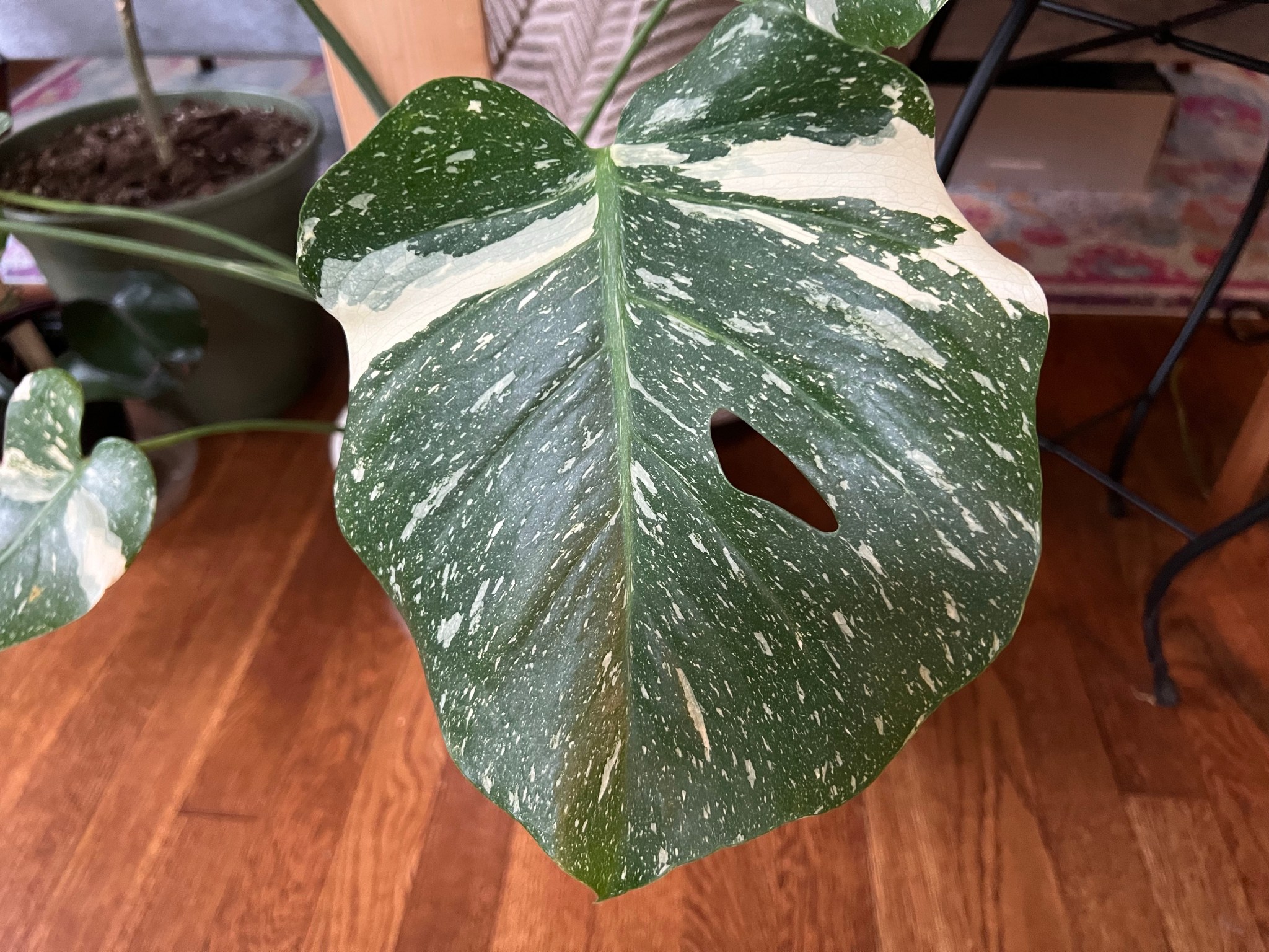Top 20 Houseplants With Variegated Leaves!