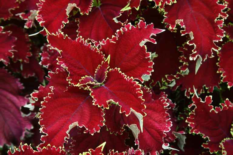 How to Grow Coleus