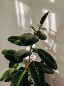 How to Grow a Rubber Tree Plant Ultimate care guide