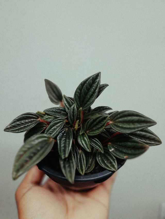 How to grow Peperomia Full Care Guide