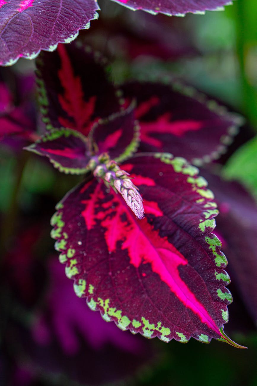 How to Grow Coleus