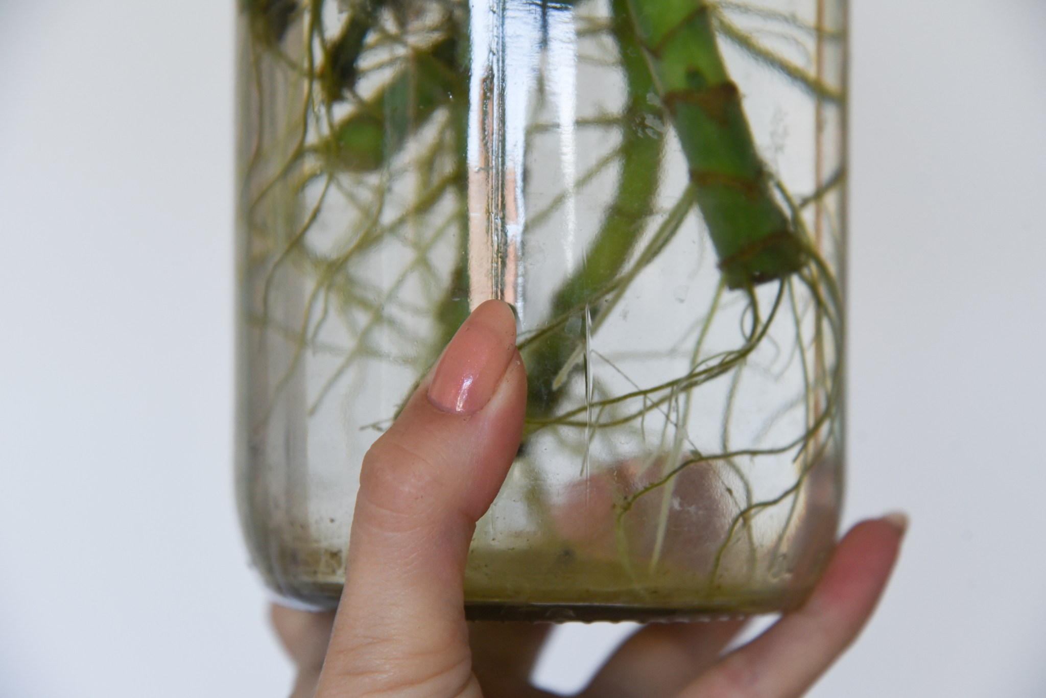 How to Propagate Begonia Maculata