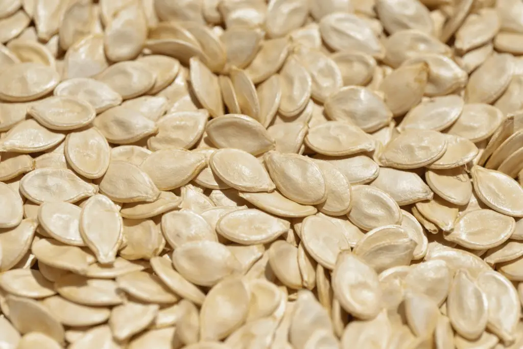 Growing Zucchini from Seeds | Seed Starting to harvest Guide