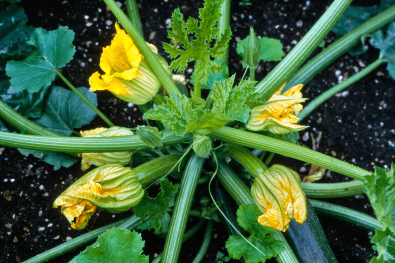 Growing Zucchini from Seeds | Seed Starting to harvest Guide