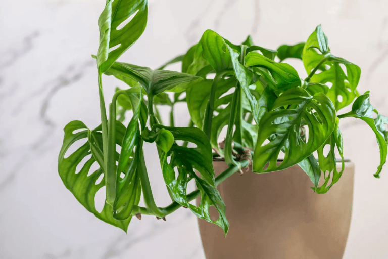 Best Fertilizer for Monstera Adansonii | Fertilizing Guide