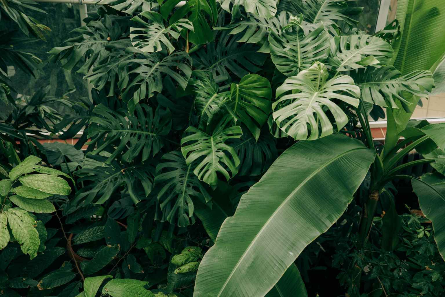Your Guide to the Best Fertilizer for Monstera Deliciosa