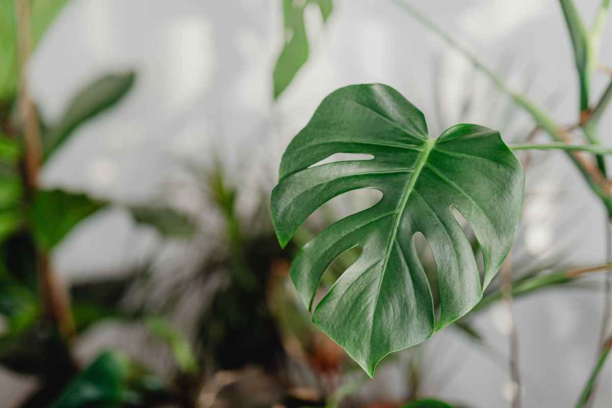 Your Guide to the Best Fertilizer for Monstera Deliciosa