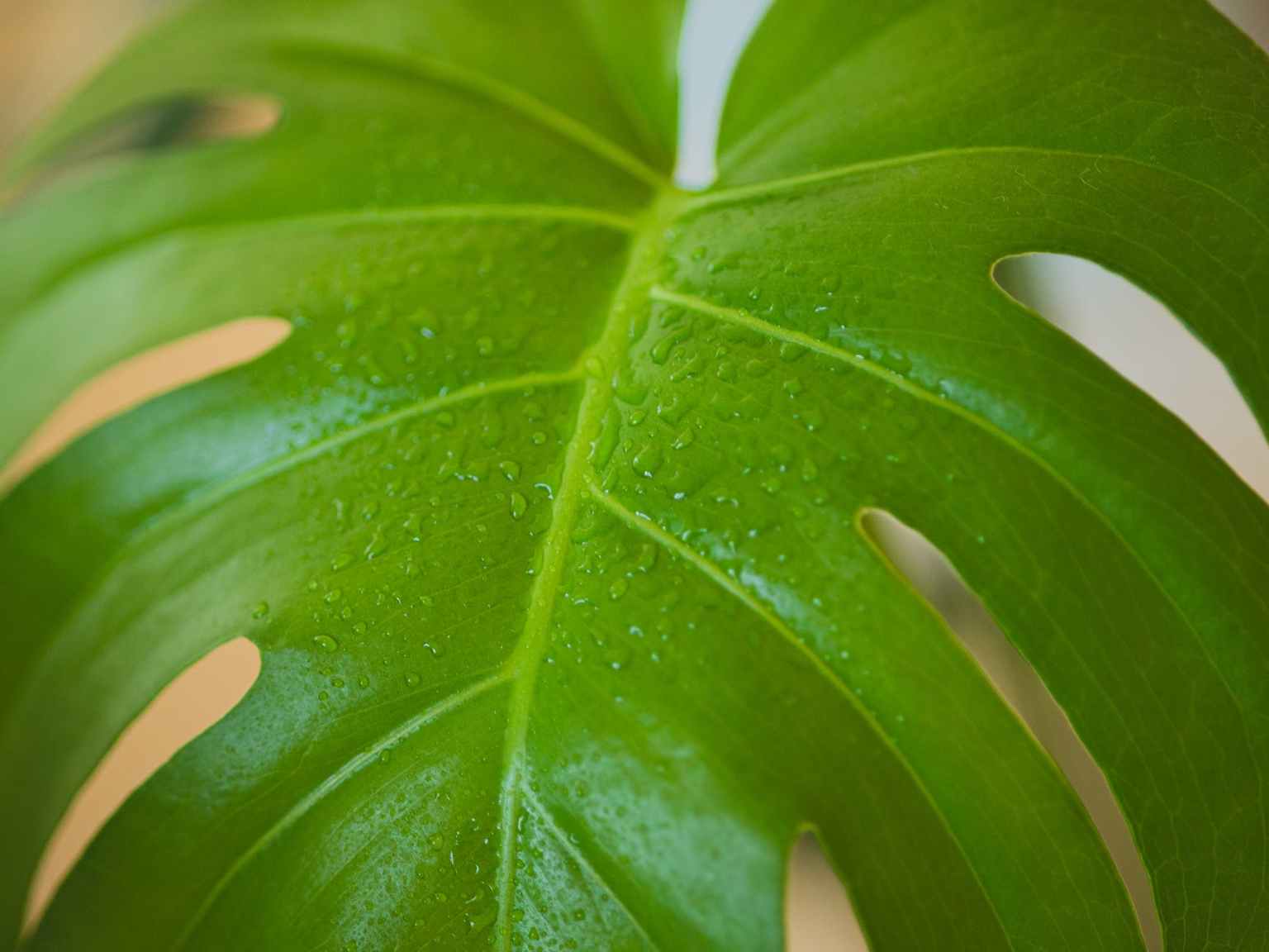 Your Guide to the Best Fertilizer for Monstera Deliciosa