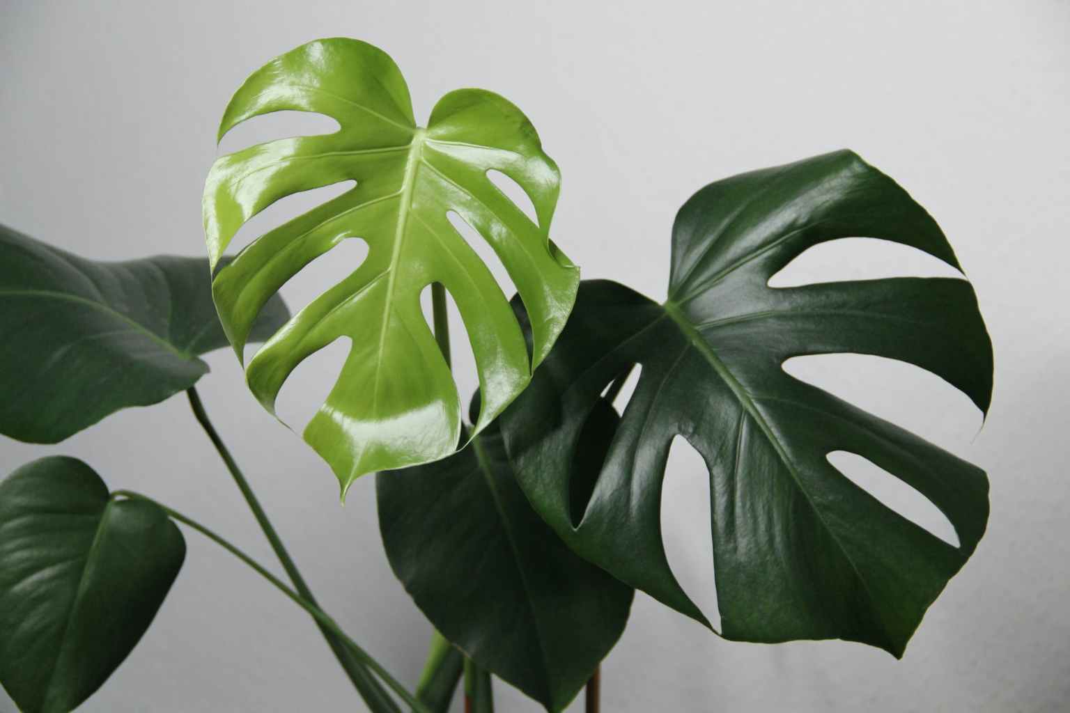 Your Guide to the Best Fertilizer for Monstera Deliciosa