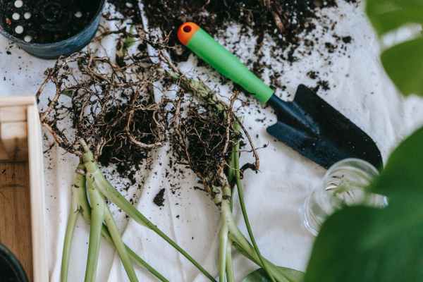 Your Guide to the Best Fertilizer for Monstera Deliciosa