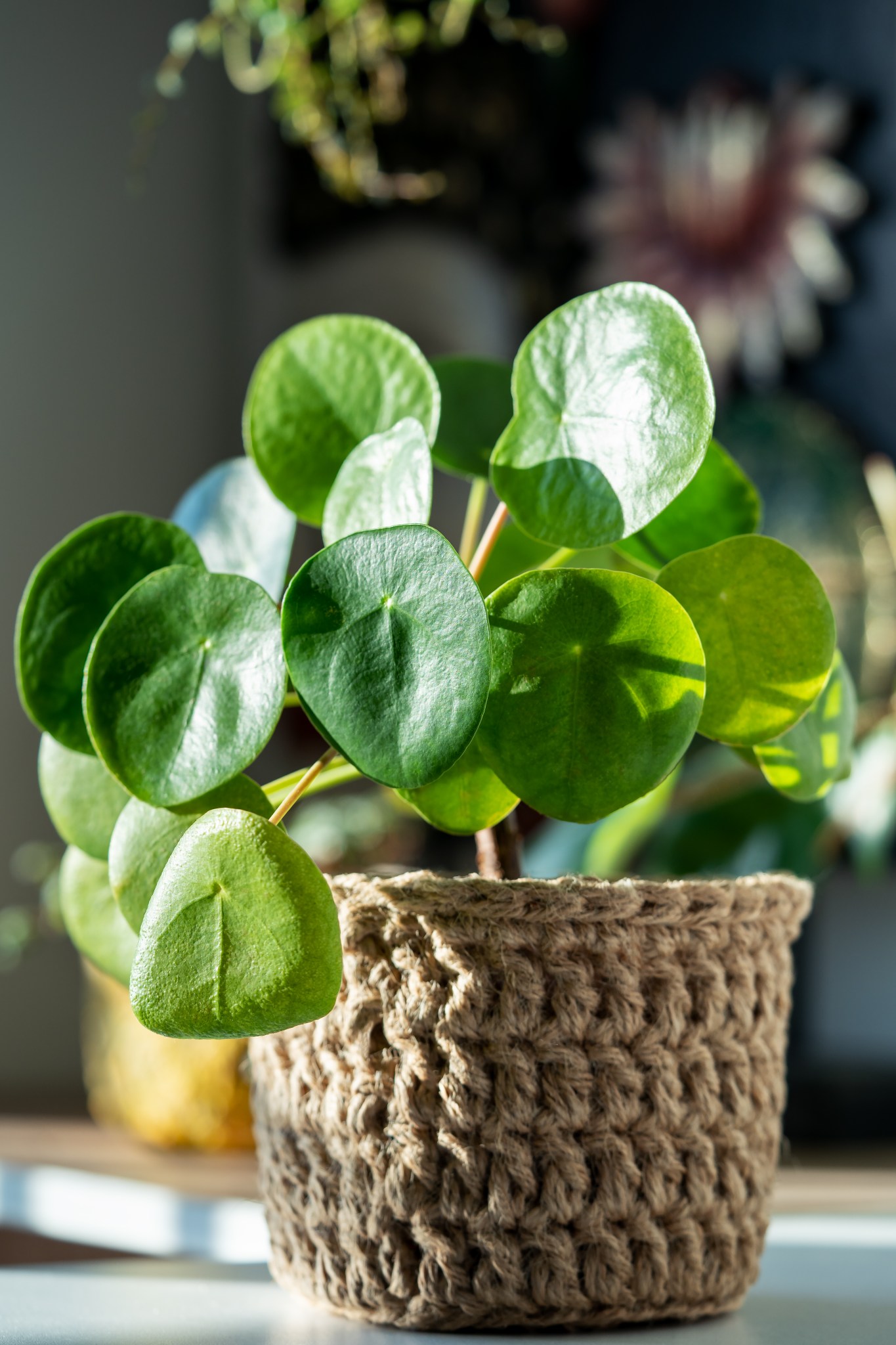 How to propagate Raindrop Peperomia Guide & Easy Care Tips!