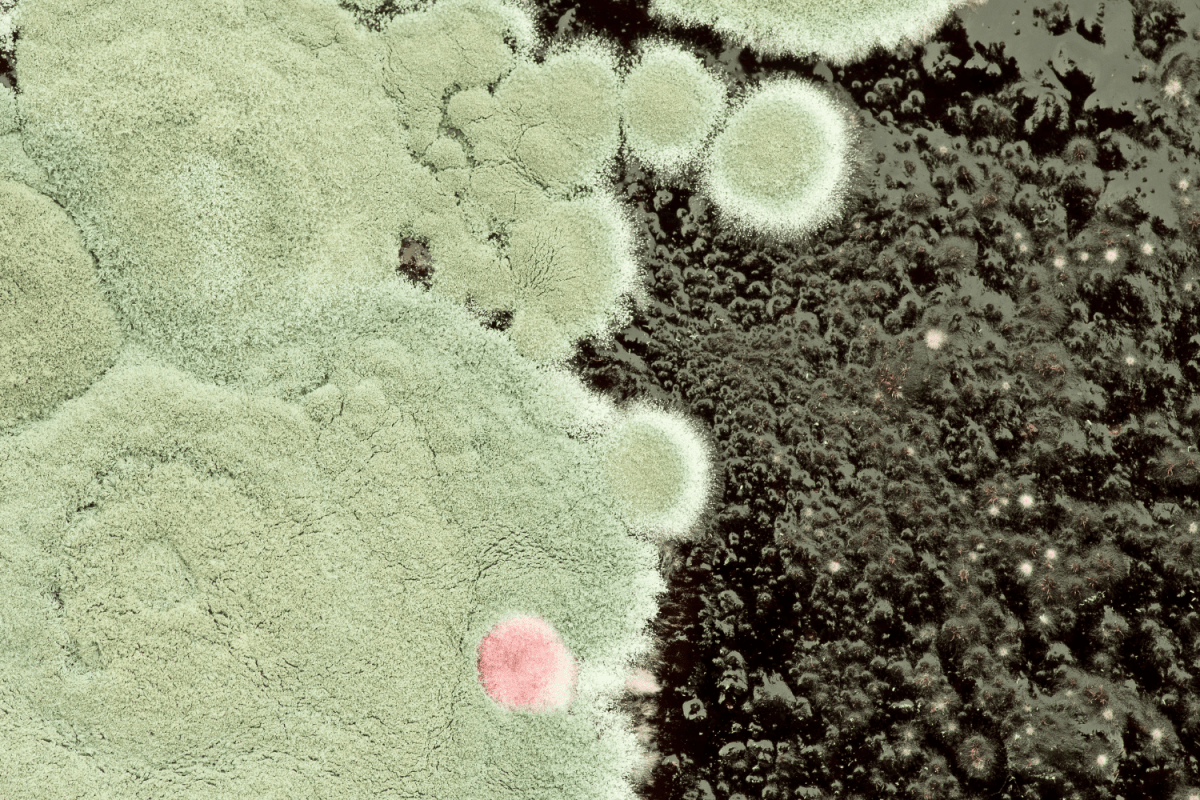 Is mold good for compost? What you need to know!