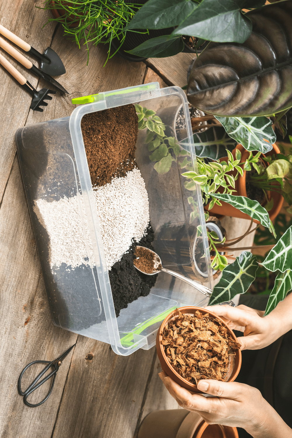 The Best Aroid soil Mix for Healthy plants
