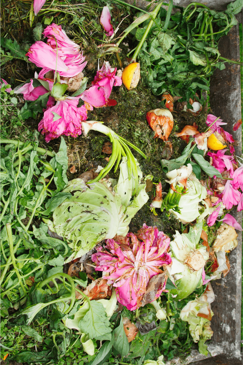 Where to place a compost bin? Best Composting Guide