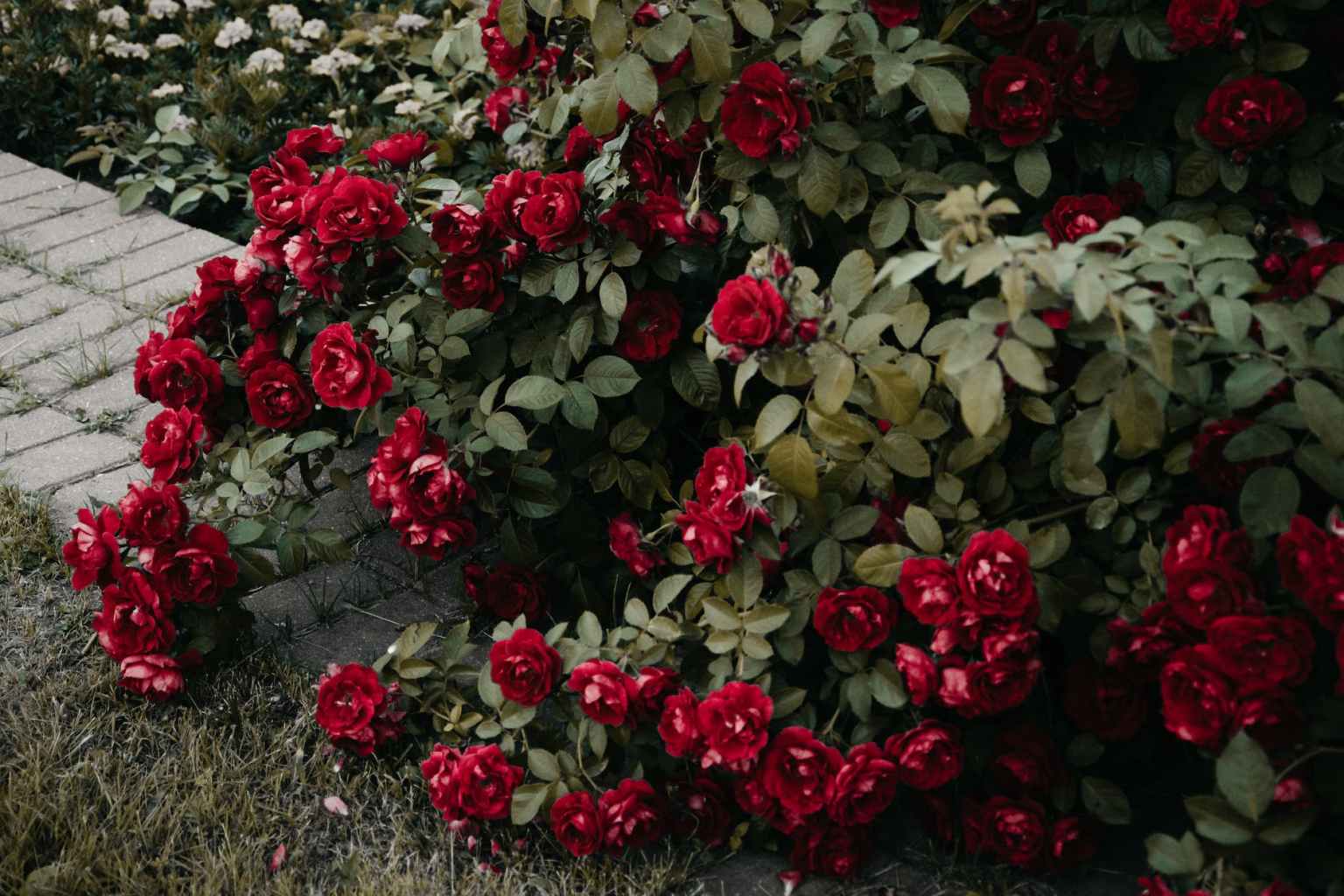 Best Fertilizer for Drift Roses & Rose Care Tips