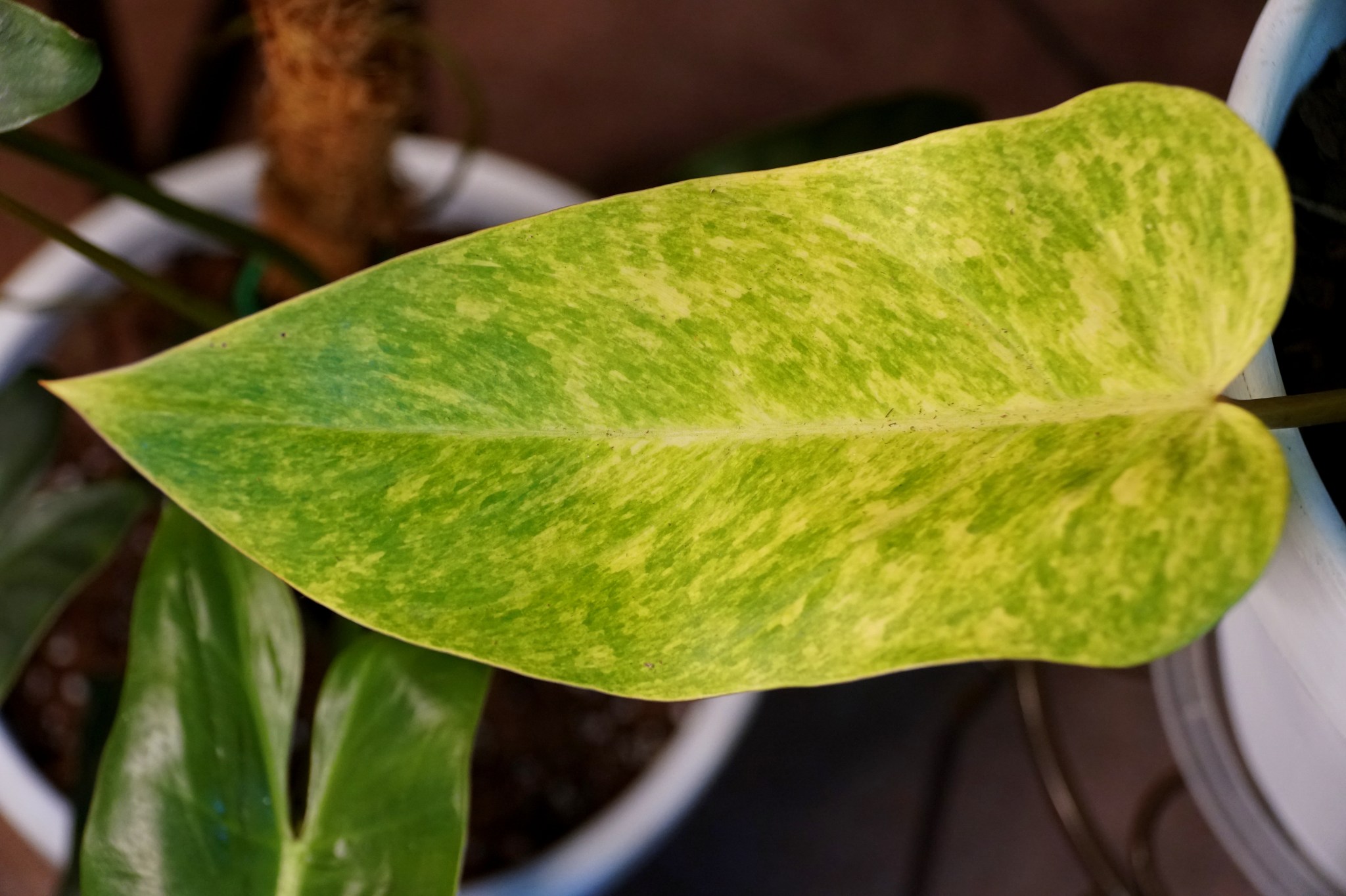 Painted Lady Plant Care