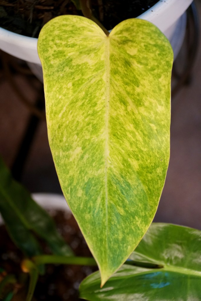 Painted Lady Plant Care - The Thrifted Planter