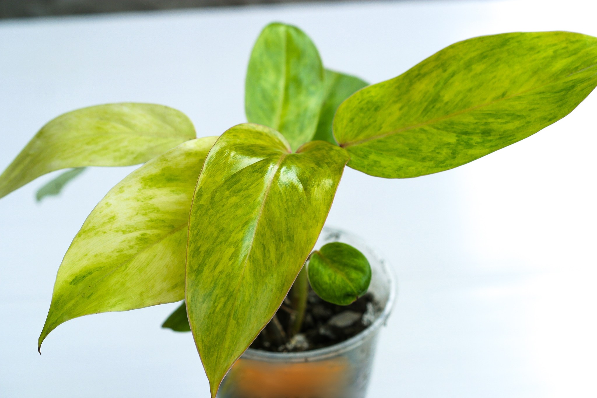 Painted Lady Plant Care