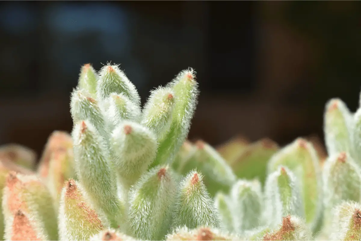 50 Different Types of Fuzzy Succulents