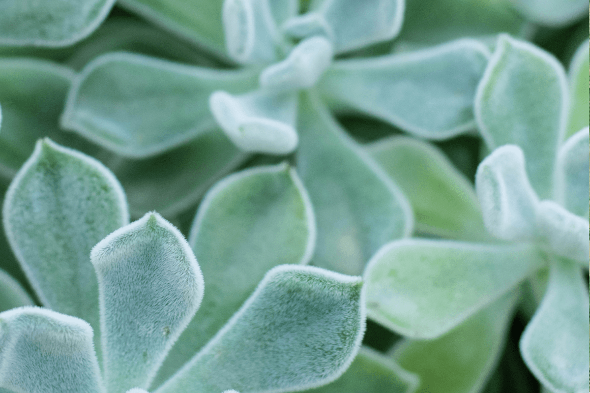 50 Different Types of Fuzzy Succulents