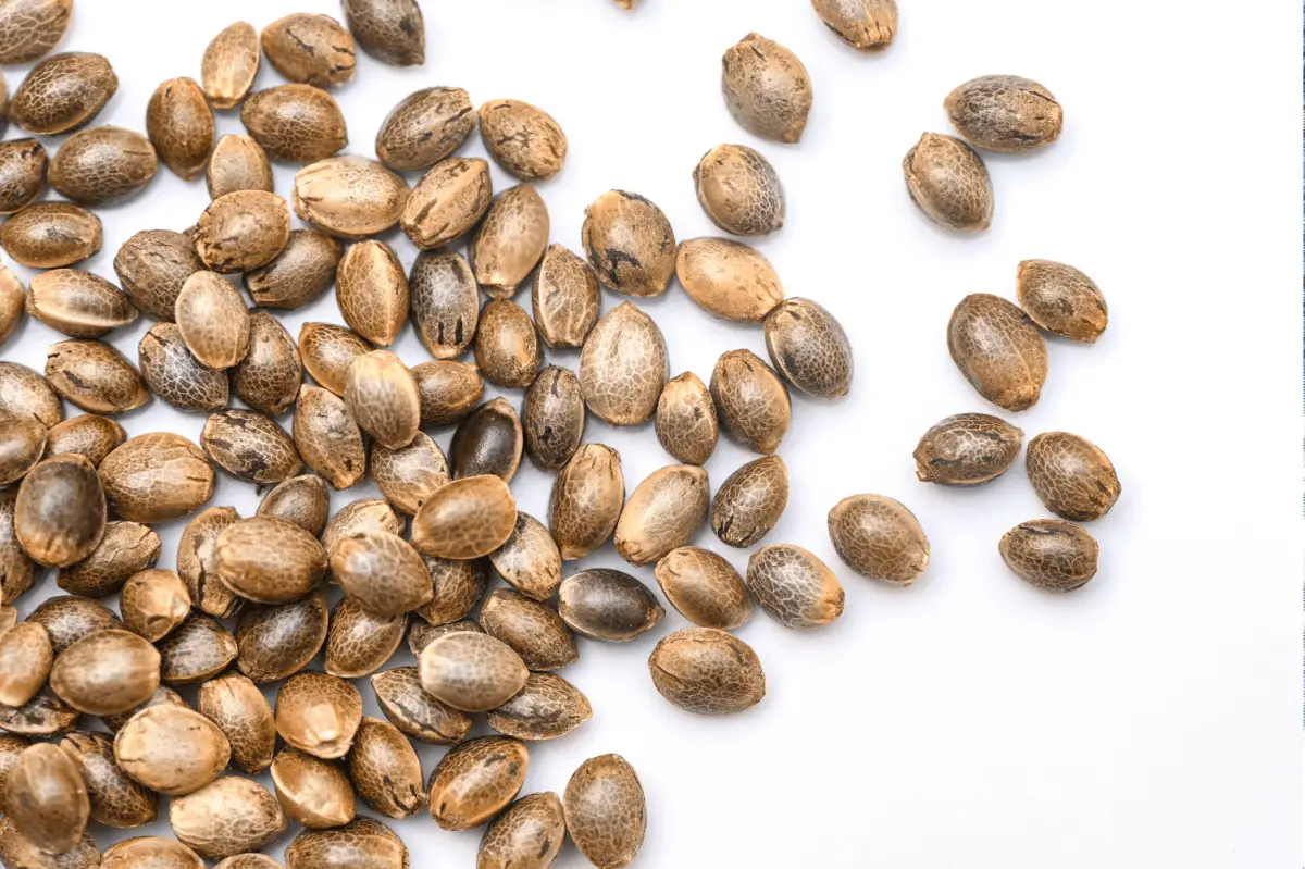 Germinating Auto Seeds | How to Source and Grow Guide