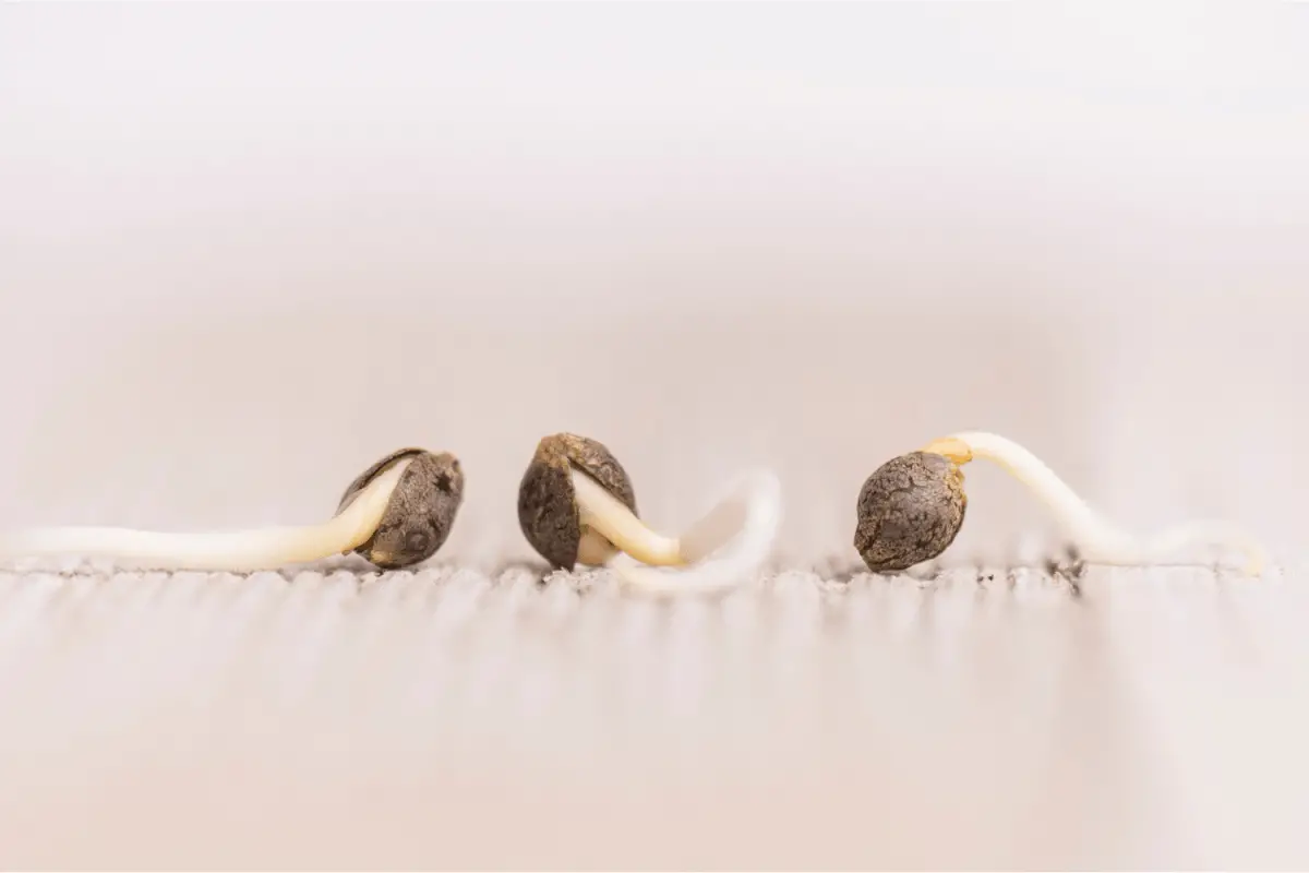 Germinating Auto Seeds | How to Source and Grow Guide