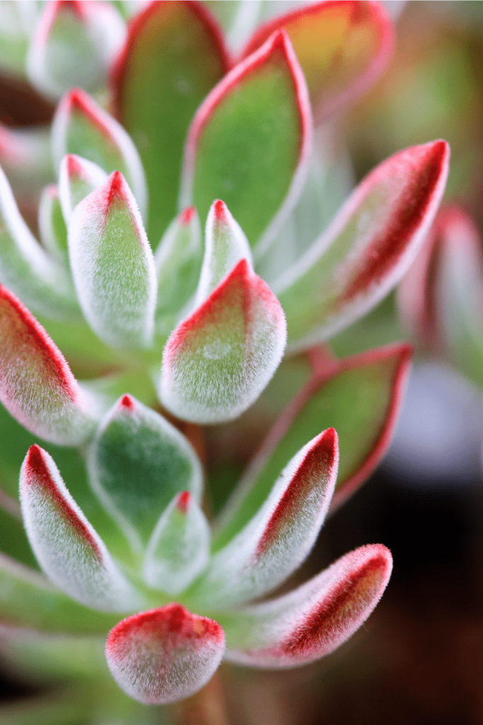 50 Different Types of Fuzzy Succulents