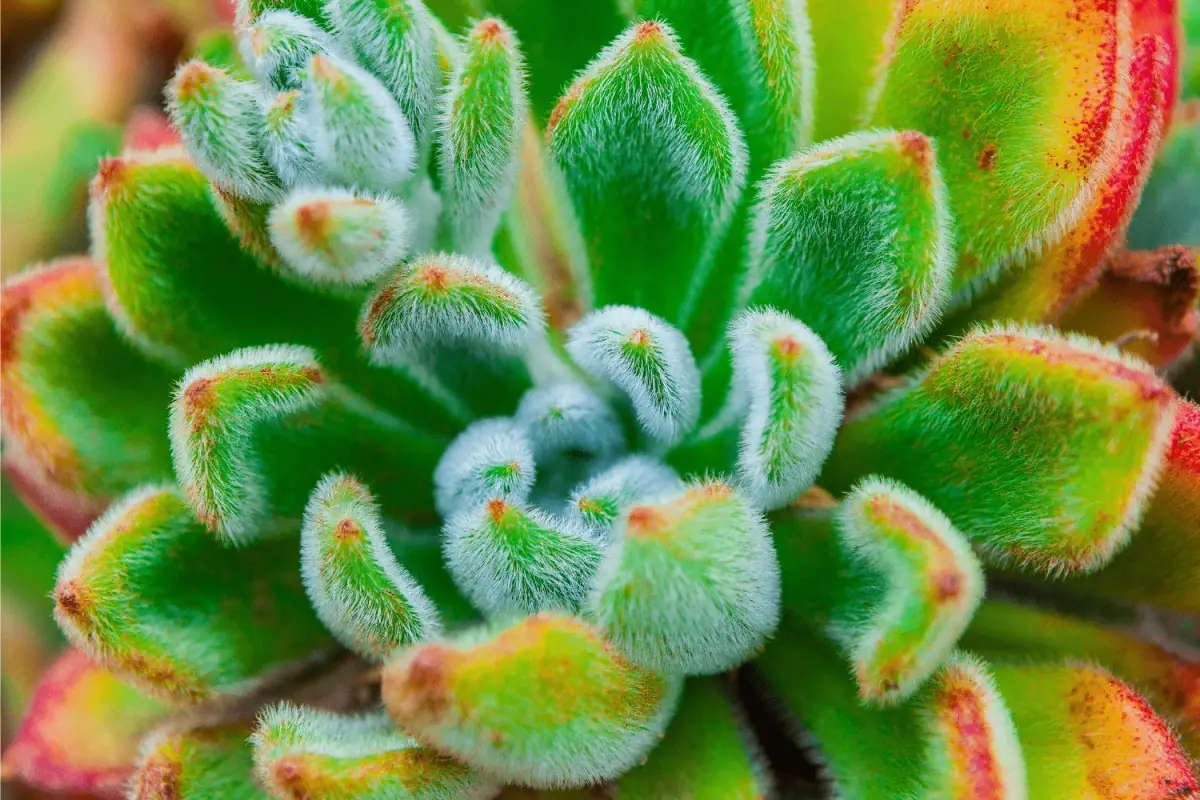 50 Different Types of Fuzzy Succulents